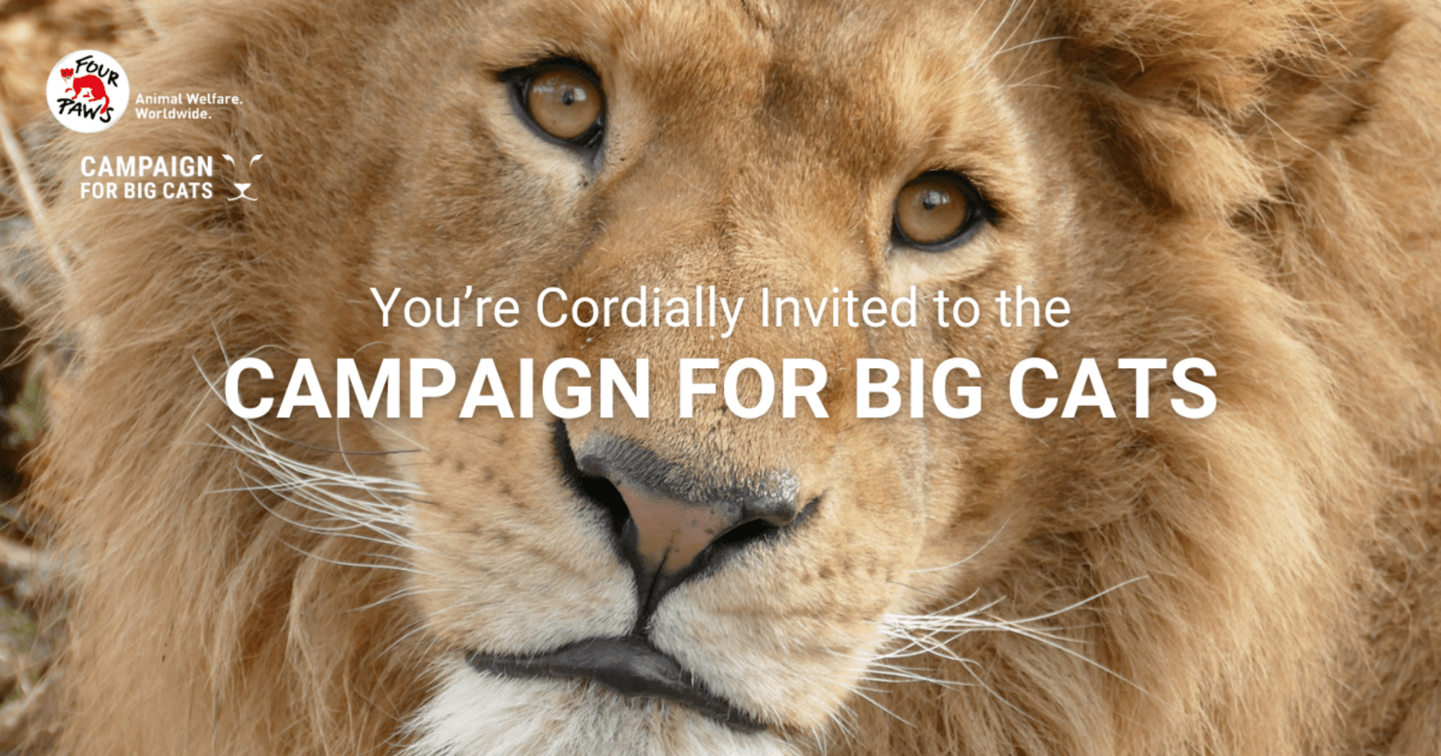 FOUR PAWS LIONSROCK Campaign for Big Cats | November 16, 2023