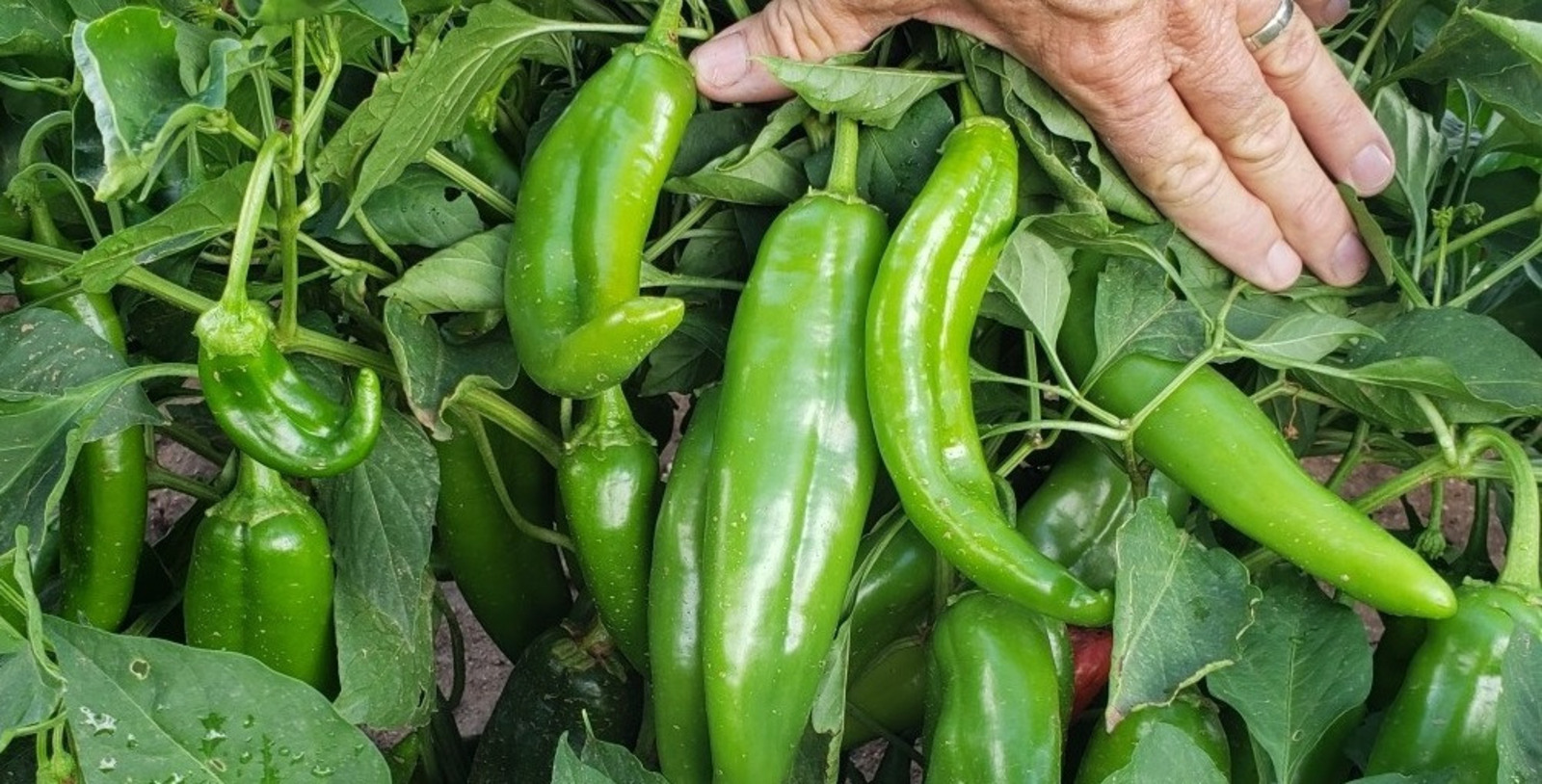International Pepper Conference 2024 | September 09, 2024 - September ...
